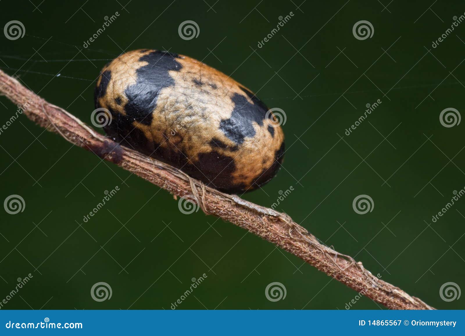 An insect egg capsule stock image. Image of flora, face - 14865567