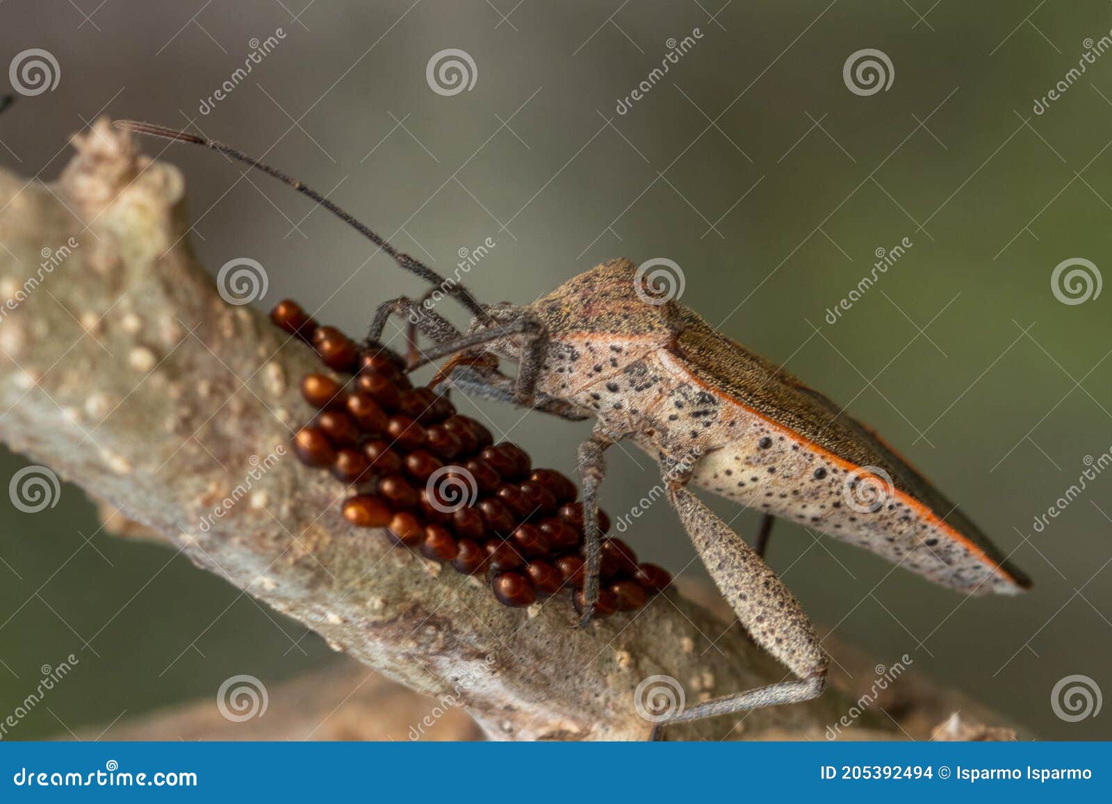 Insect with it eggs stock photo. Image of lizard, food - 205392494