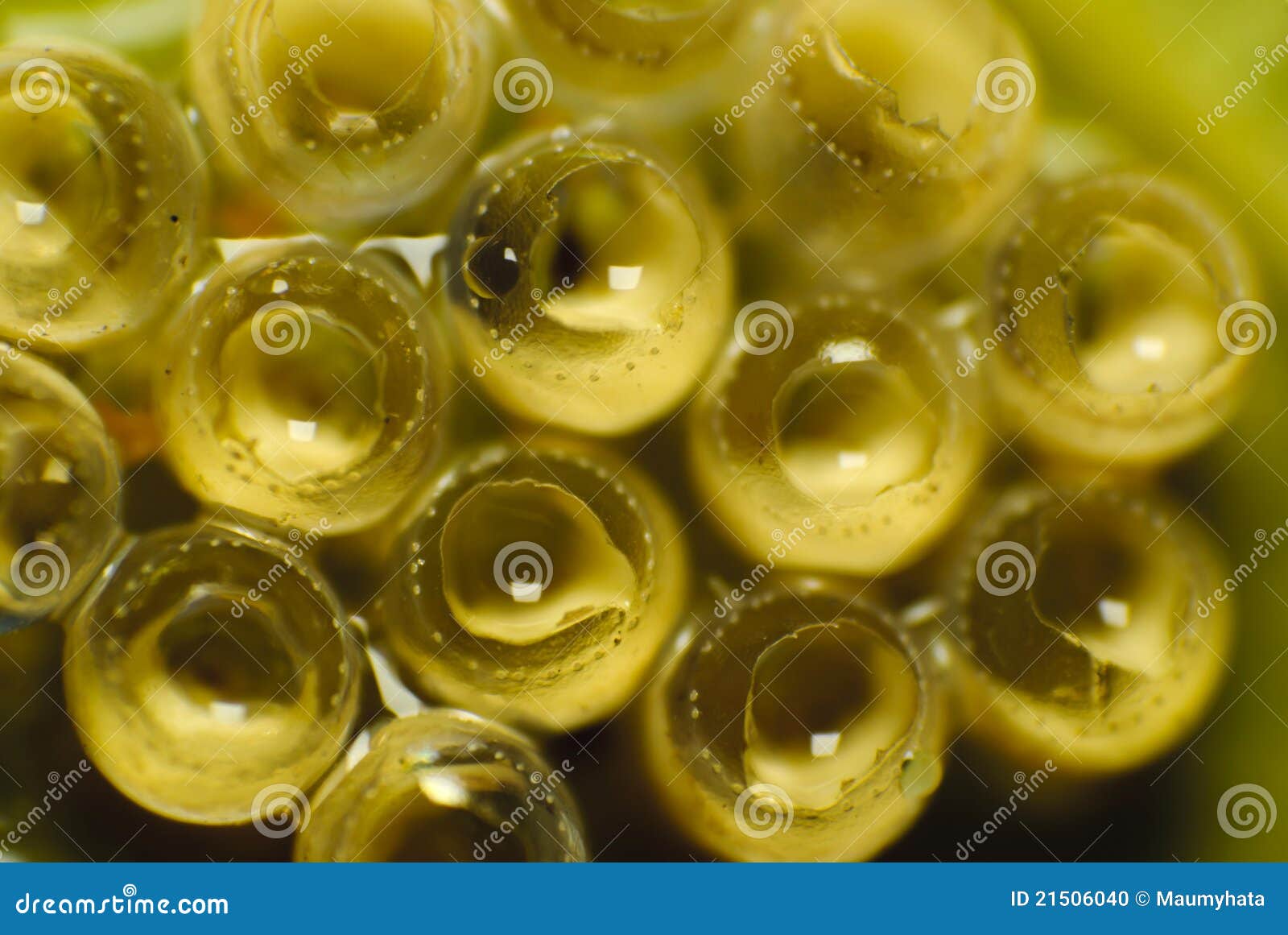 Insect eggs stock photo. Image of bugs, animals, beetle - 21506040