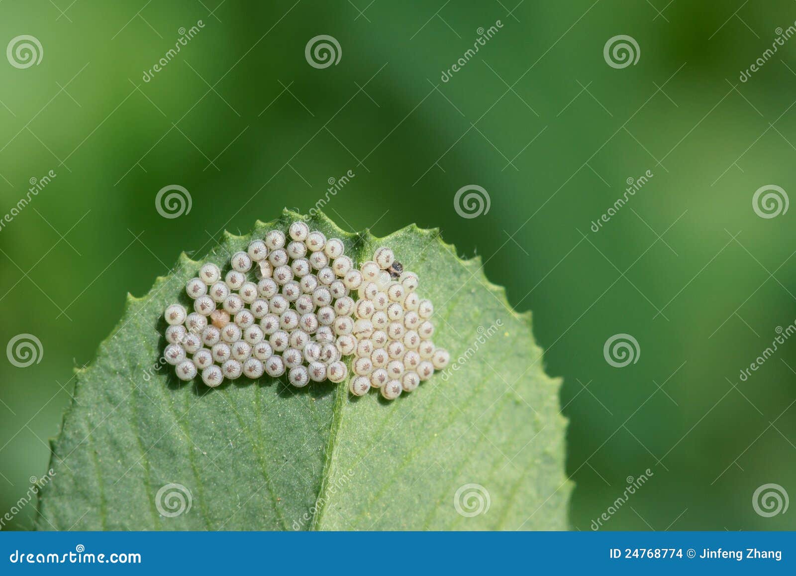 Insect Eggs Laid On Green Leaves.butterfly Eggs.Insect Eggs Arranged In ...