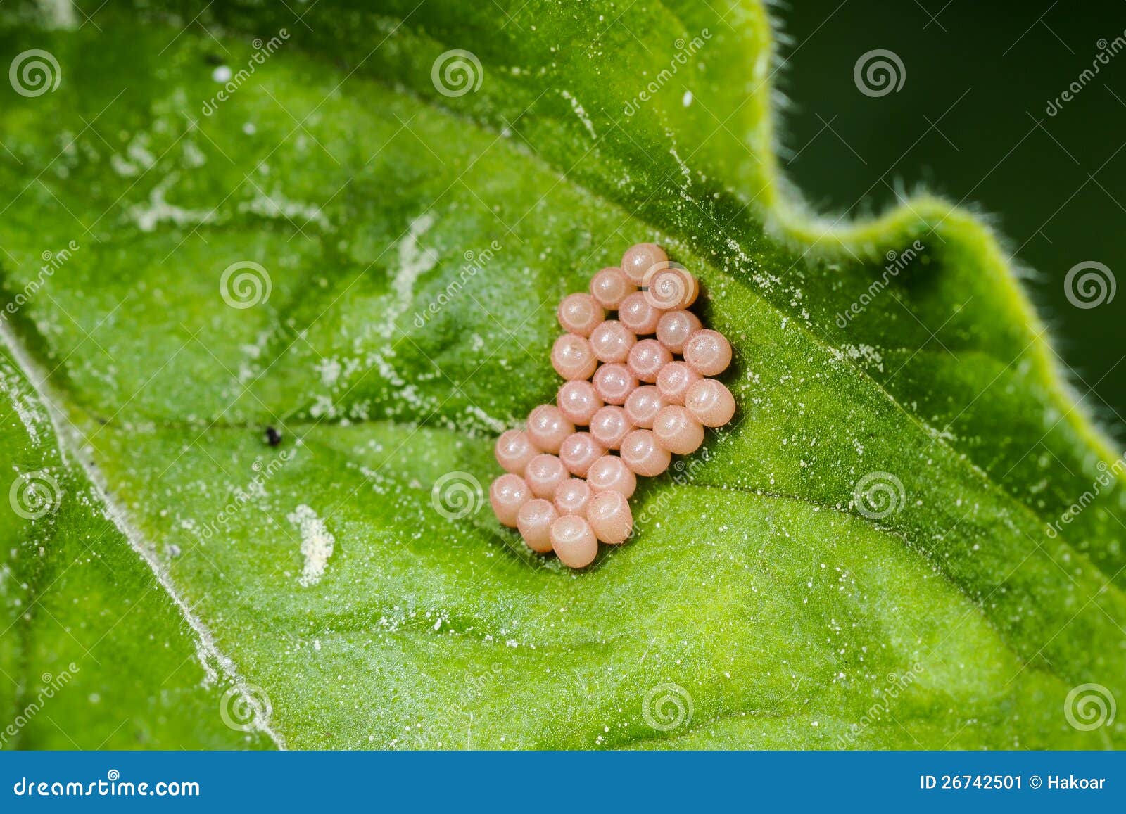 Insect eggs stock image. Image of macro, arthropoda, eggs - 26742501