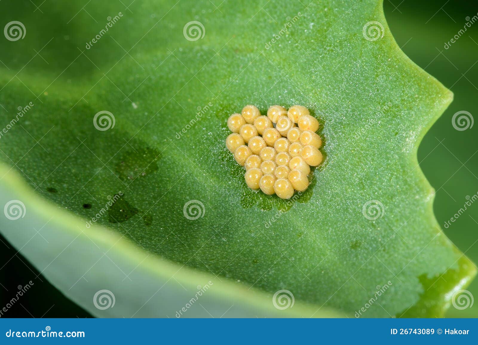 Insect eggs stock image. Image of colorful, closeup, insect - 26743089