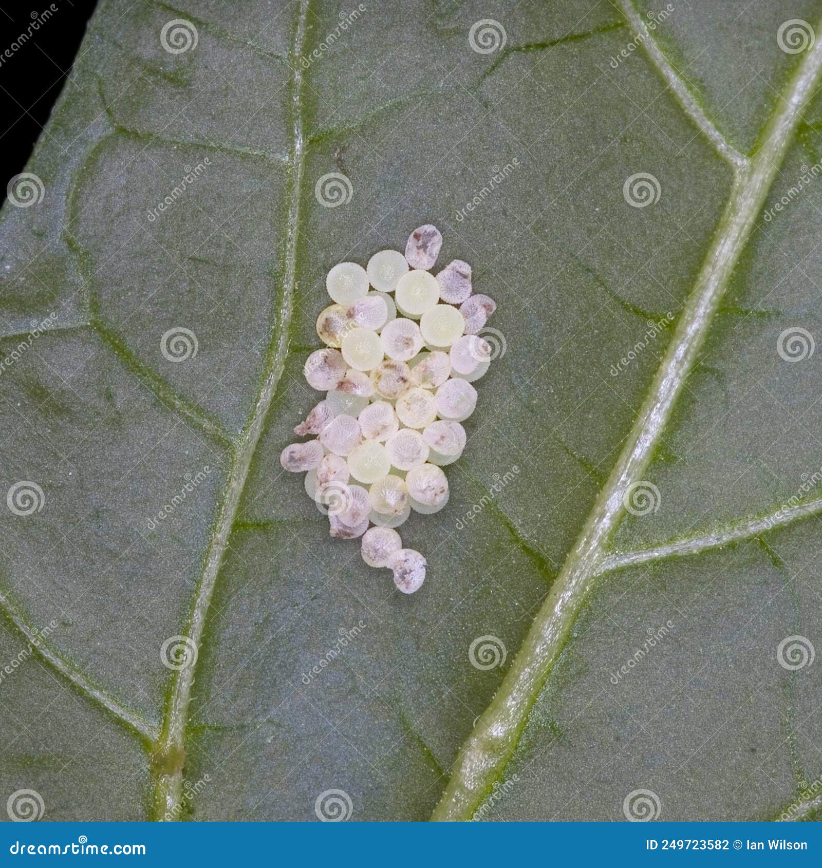 Insect Eggs Laid On Green Leaves.butterfly Eggs.Insect Eggs Arranged In ...
