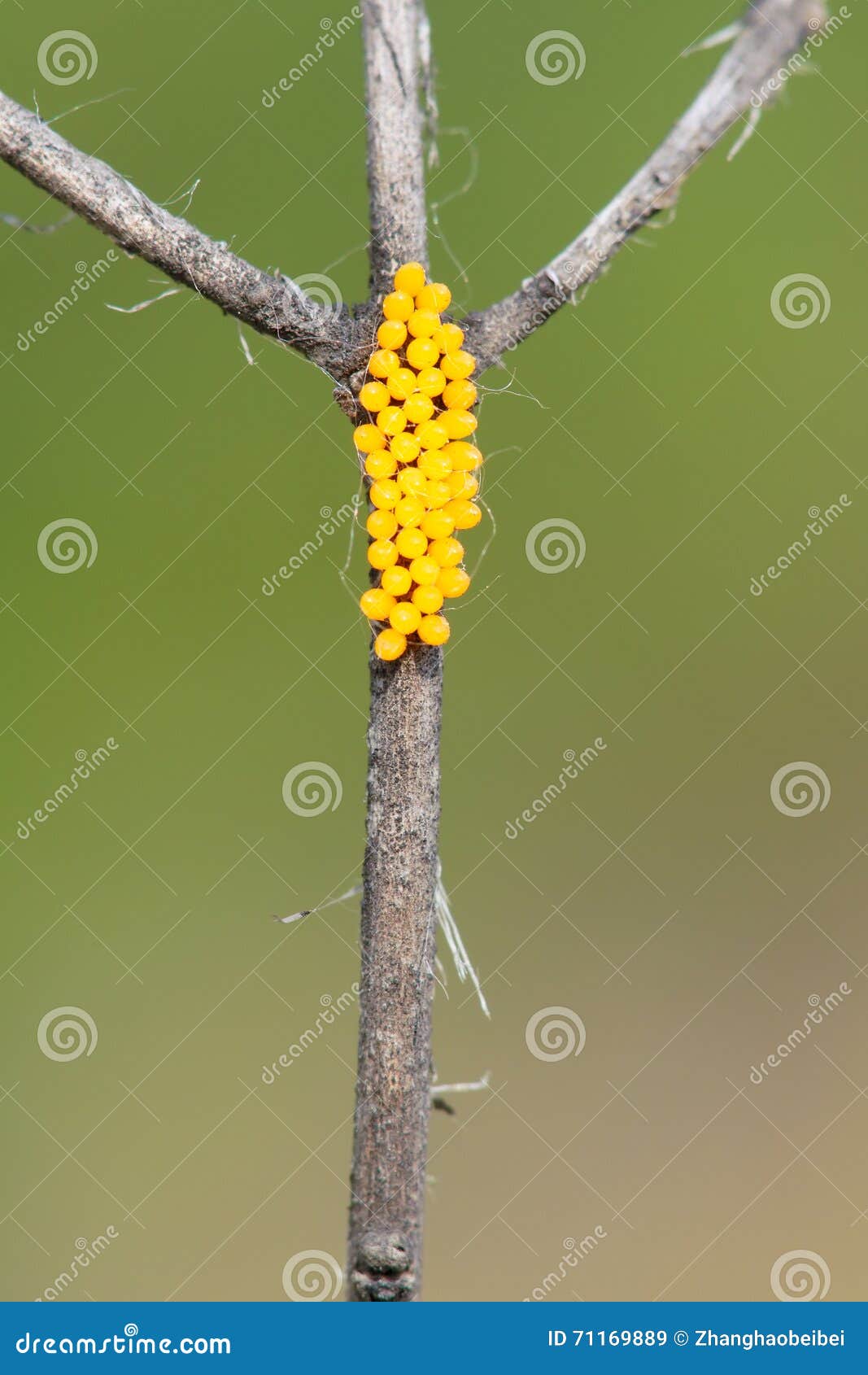 Insect eggs stock image. Image of wildlife, life, animal - 71169889