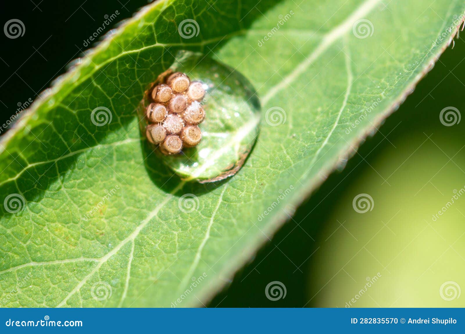 Insect Eggs in a Drop of Water on a Green Leaf. Macro Stock Photo ...
