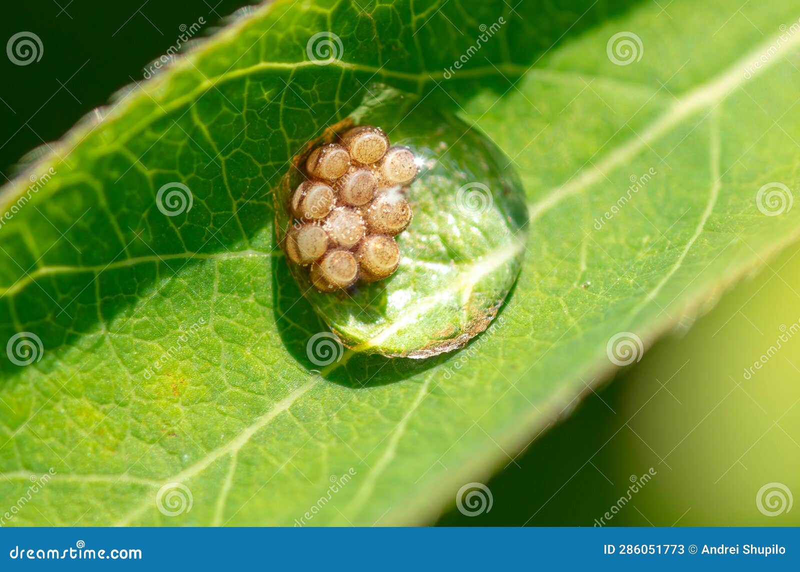 Insect Eggs in a Drop of Water on a Green Leaf. Macro Stock Image ...