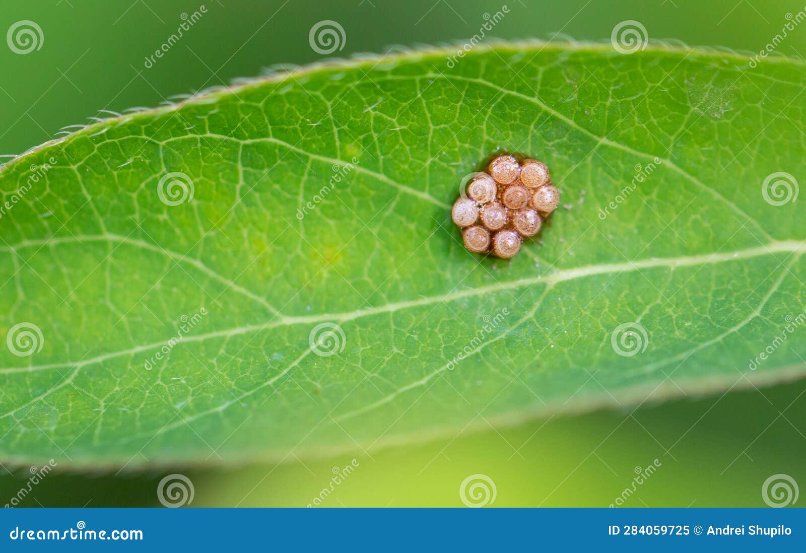 Insect Eggs on a Green Leaf. Macro Stock Image - Image of wildlife ...
