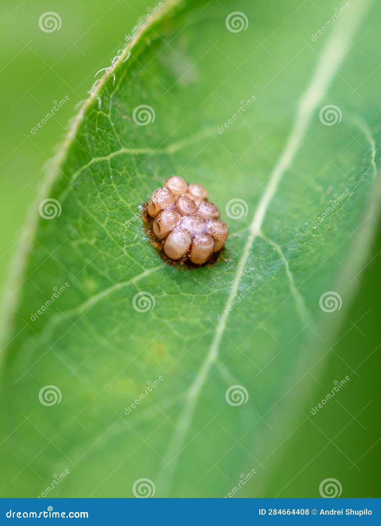Insect Eggs on a Green Leaf. Macro Stock Photo - Image of forest, color ...