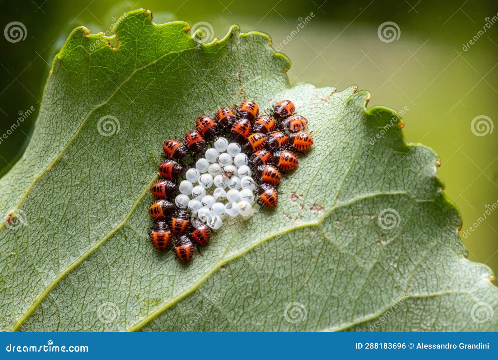 Halyomorpha Halys Eggs on a Leaf. Larvae of Brown Marmorated Stink Bug ...