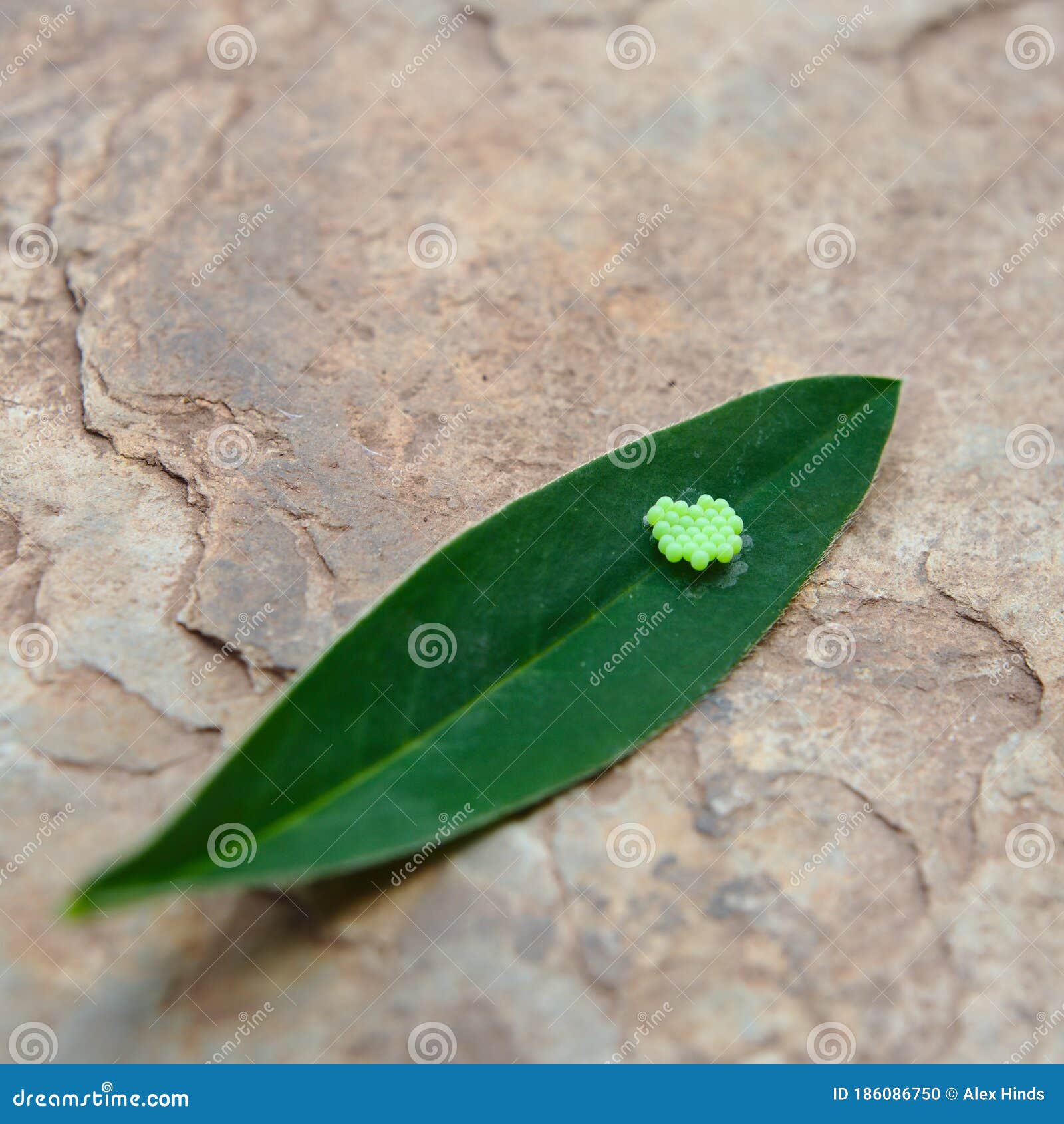 Insect eggs on leaf stock photo. Image of eggs, nature - 186086750