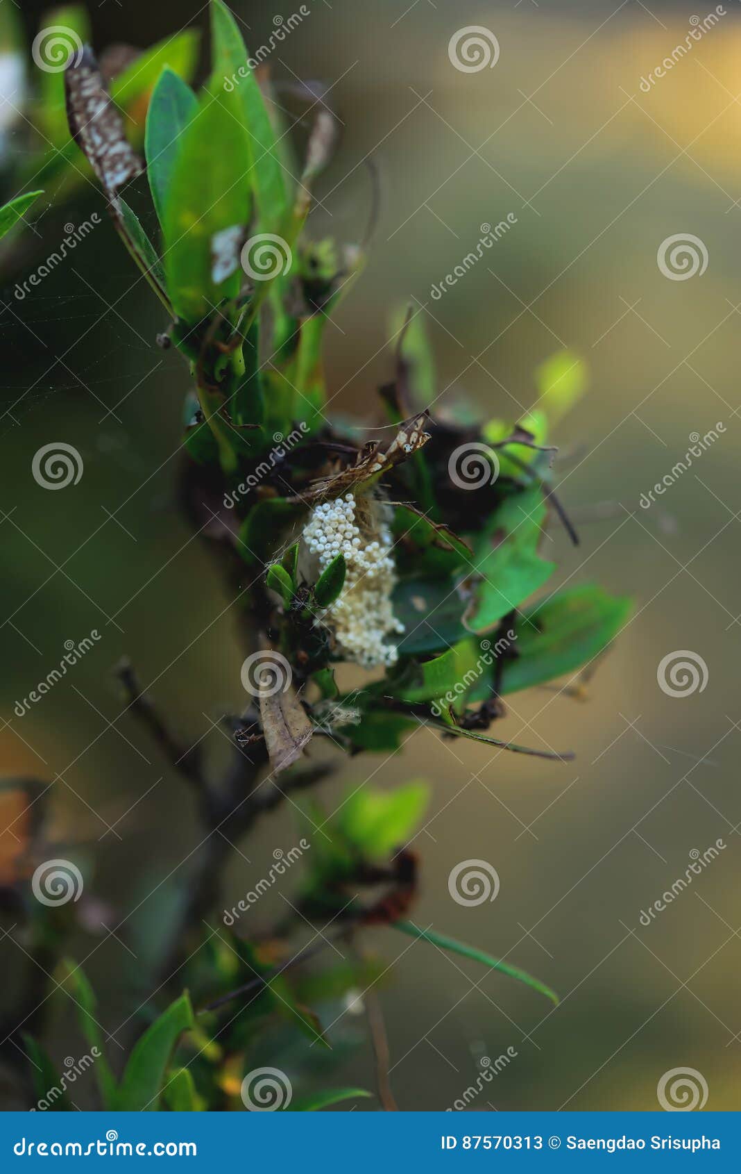 Insect eggs stock image. Image of macro, insect, green - 87570313