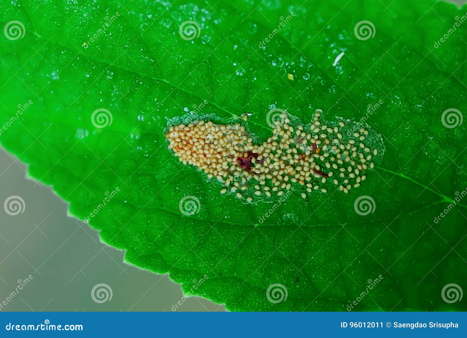 Insect eggs stock image. Image of insects, dark, garden - 96012011