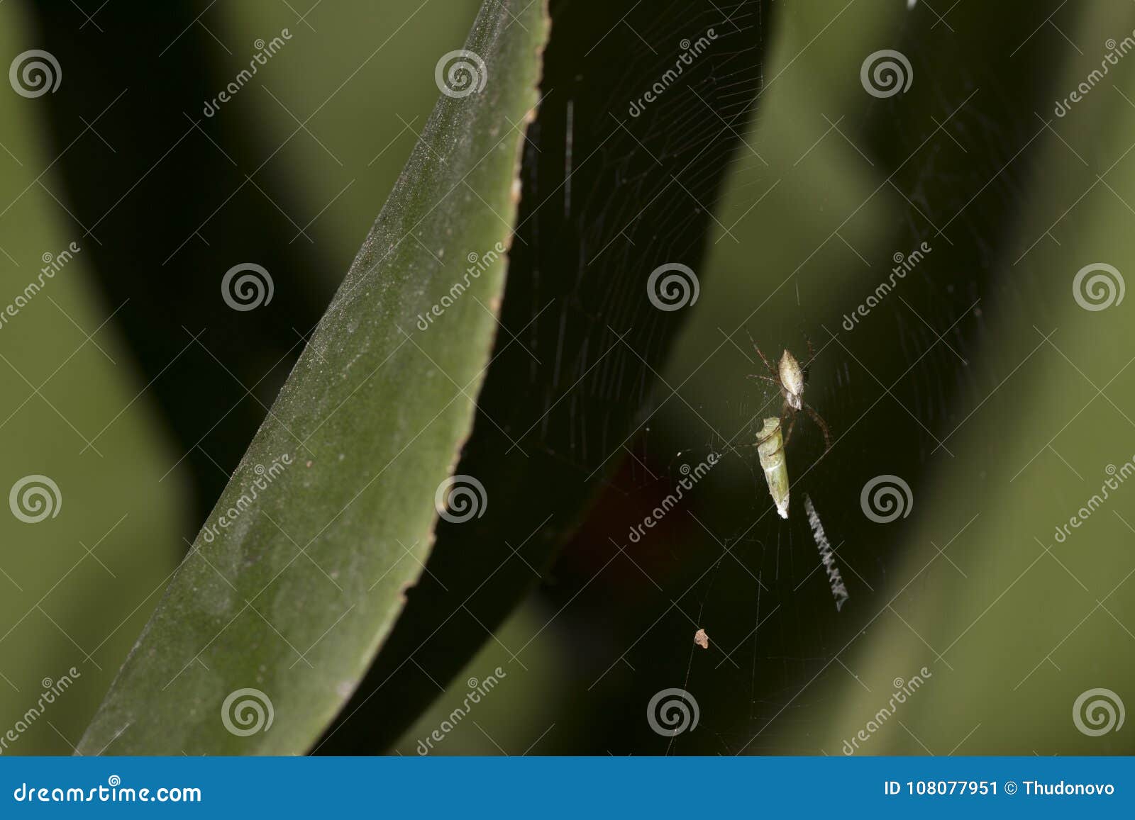 Little Spider Eating on Its Web. Stock Image - Image of spider, little ...