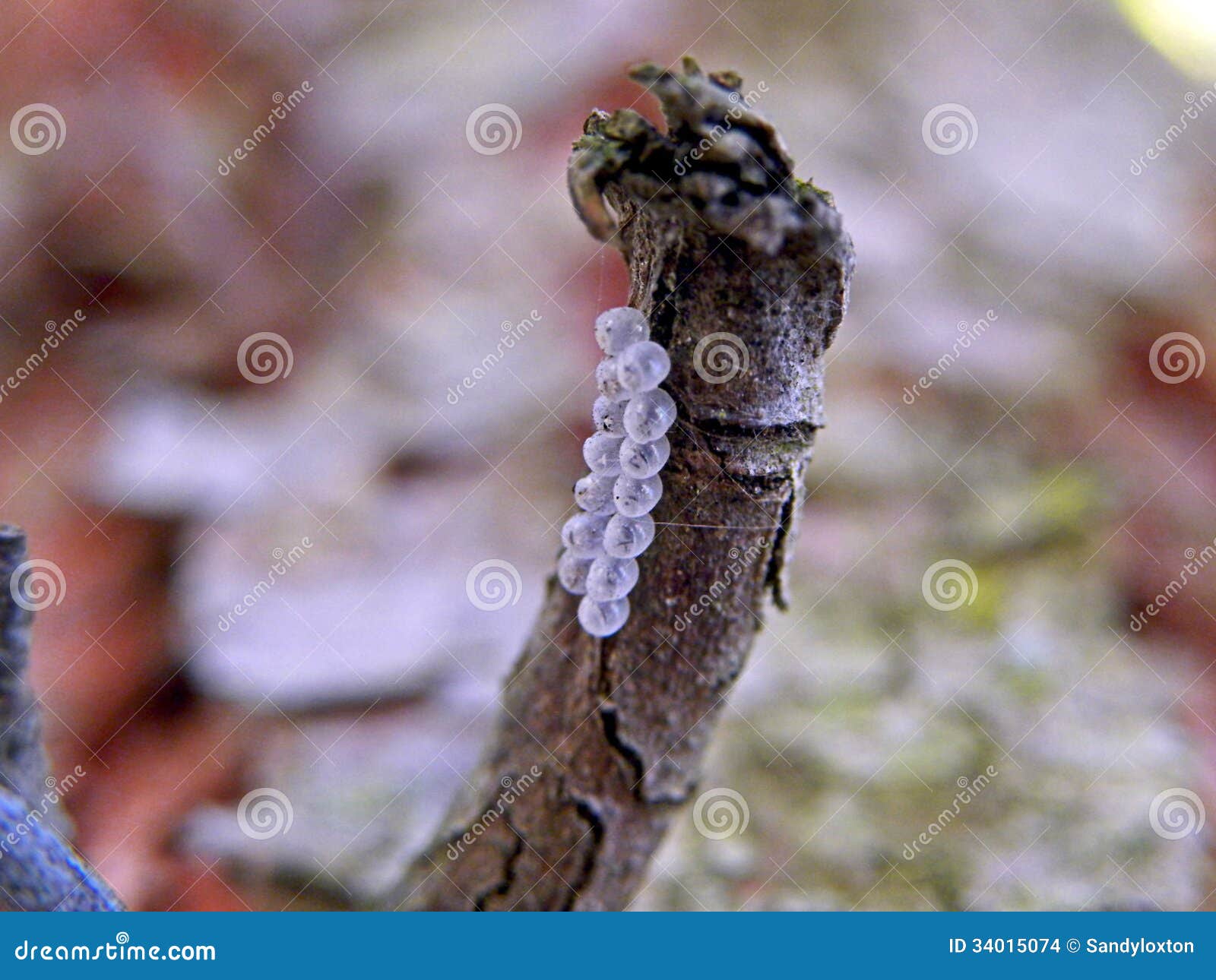 Insect Eggs on a Tree Branch Stock Photo - Image of larva, casings ...