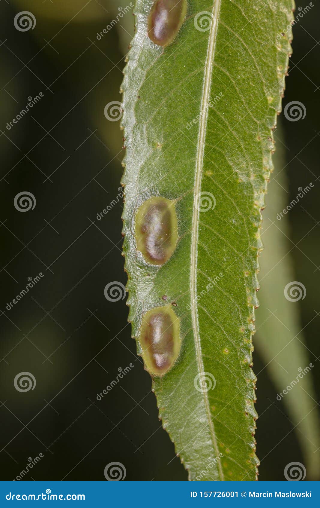 Insect Eggs in a Weeping Willow Leaf Stock Image - Image of grass ...