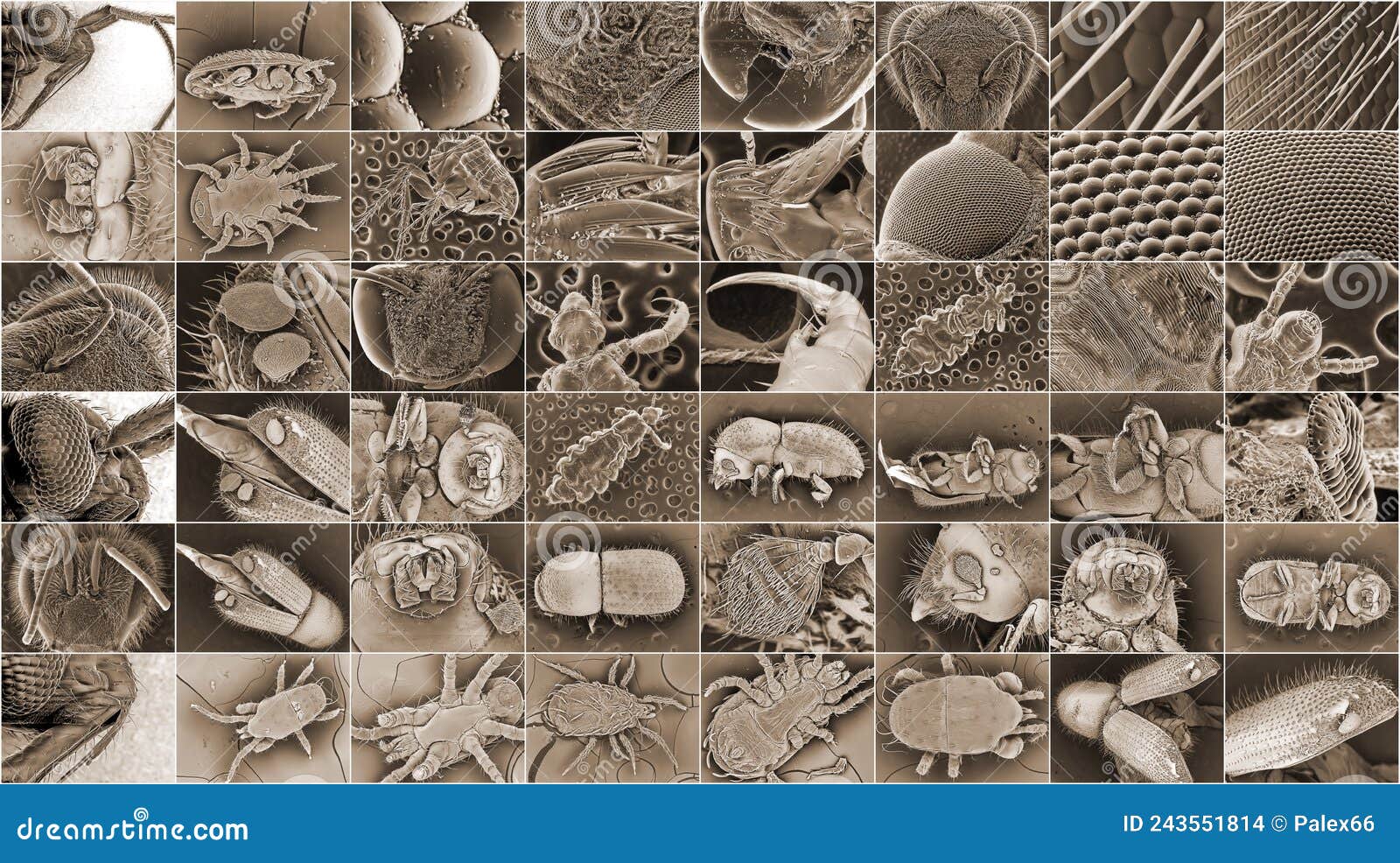 Insect Electron Microscope Photos Stock Photography | CartoonDealer.com ...