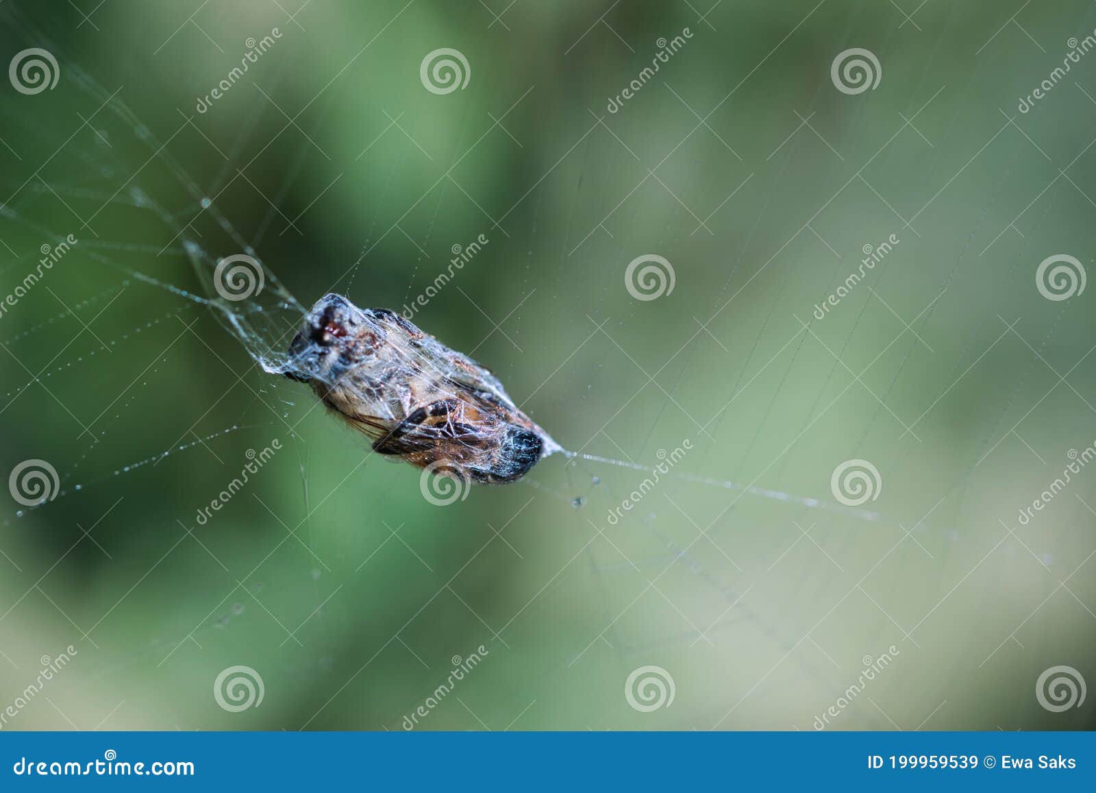 An Insect Entangled in a Spider Web, Wrapped in Sticky Silk, Macro ...