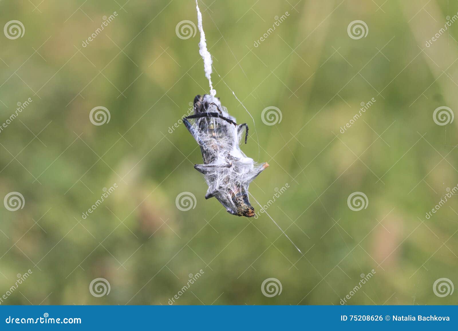 Insect Entangled in a Web, Which Became a Prey Spider Stock Photo ...