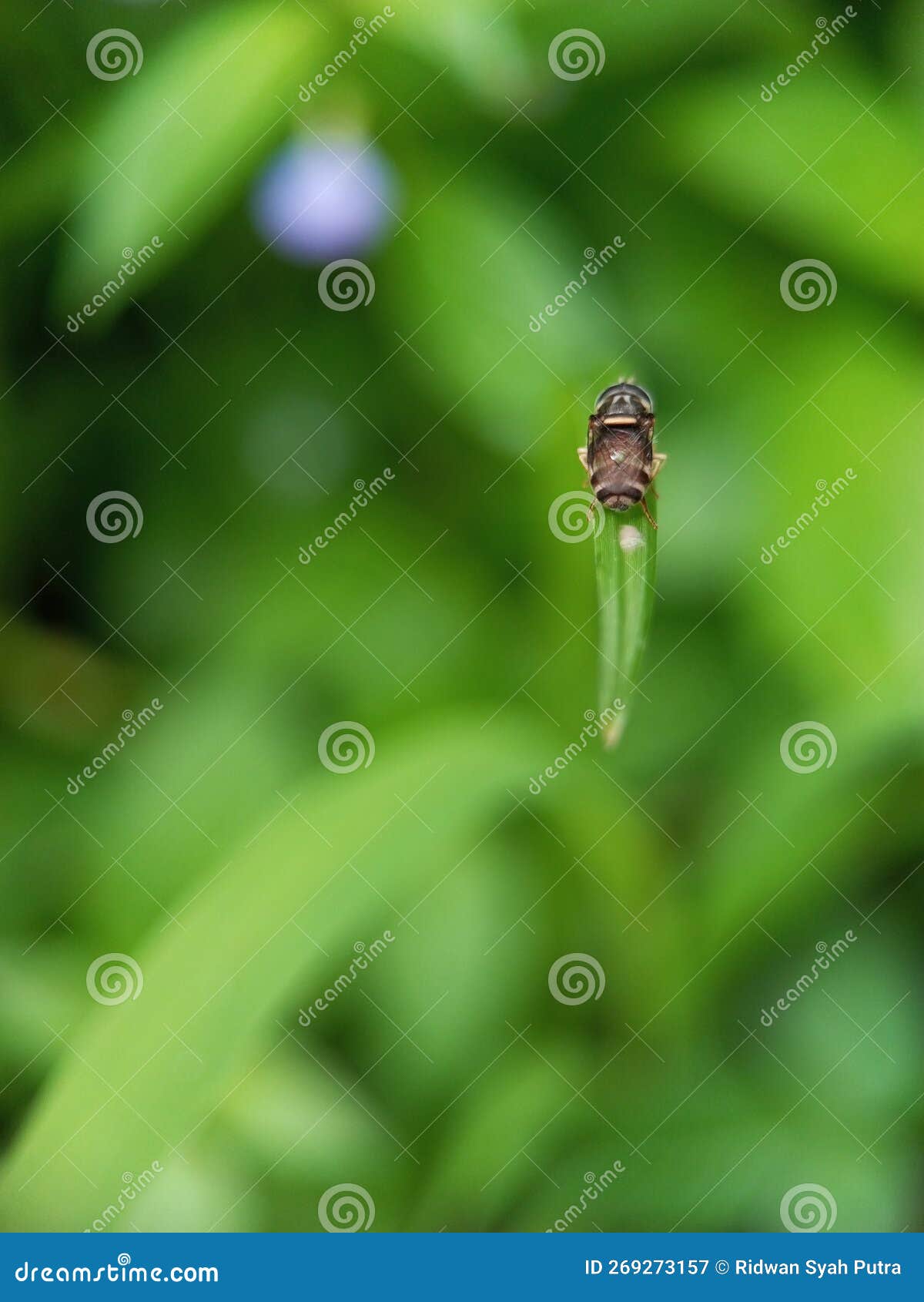 The Insect Eumerus Strigatus Stock Image - Image of nature, honeybee ...