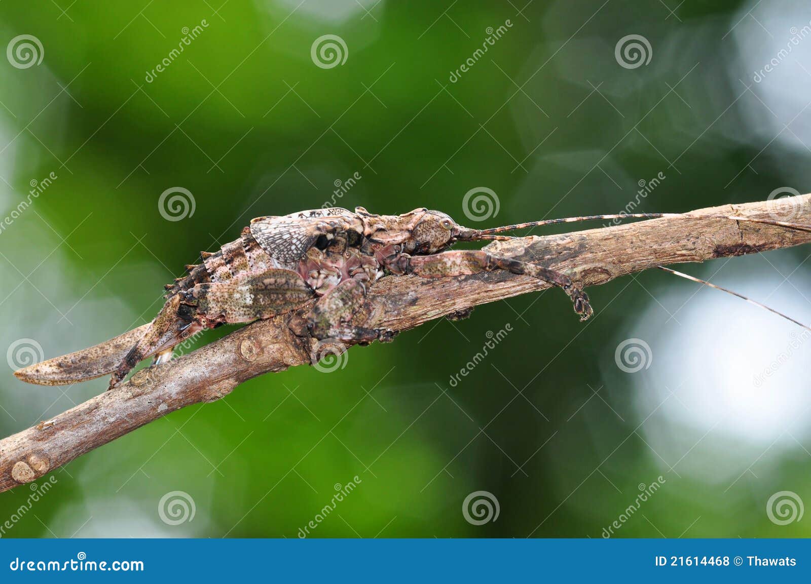 Evil Butterflies Stock Photos - Free & Royalty-Free Stock Photos from ...