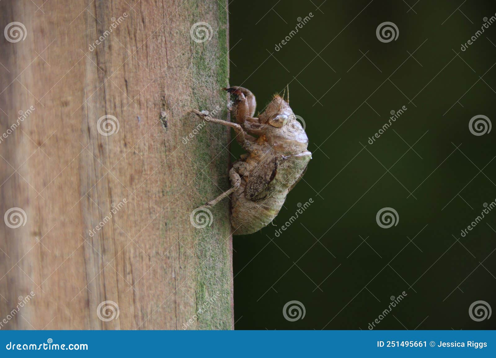 Molted Exoskeleton Spider Skin Stock Photo | CartoonDealer.com #43150716