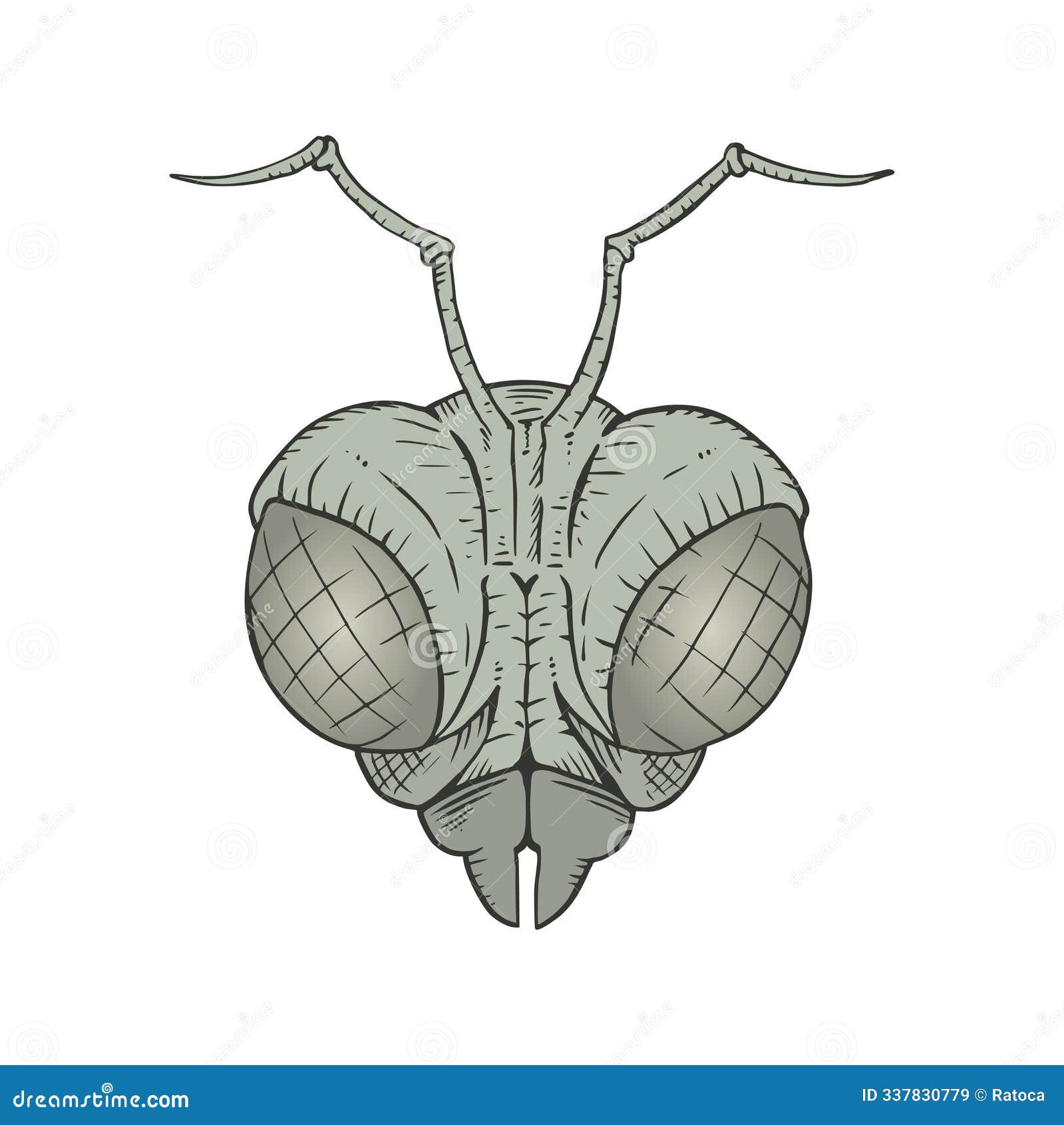 Insect face hand draw stock vector. Illustration of fauna - 337830779