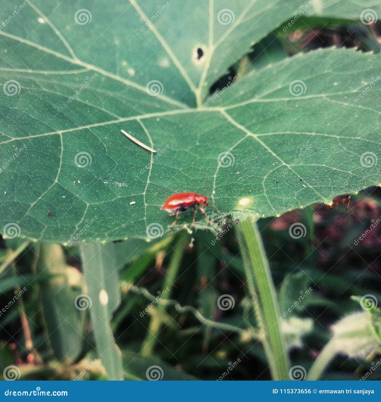 Insect family stock photo. Image of life, nature, leaf - 115373656