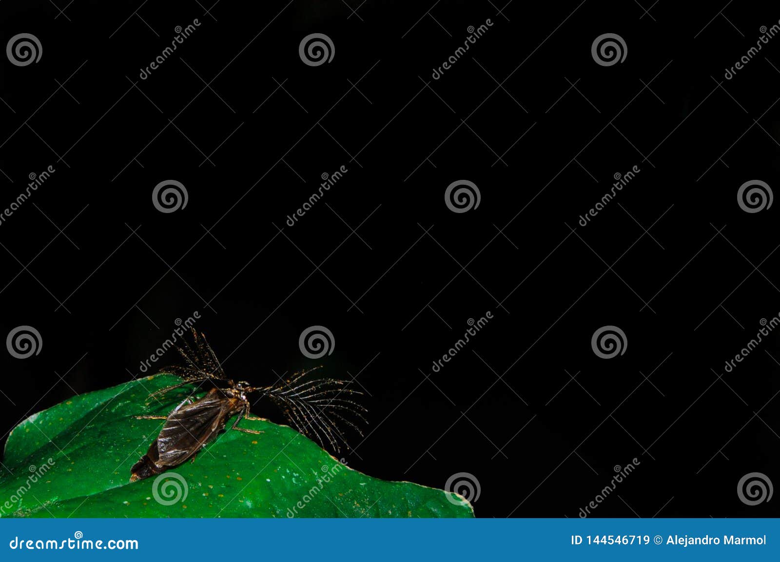 Insect with Feathery Appendages Stock Image - Image of animal, mammal ...