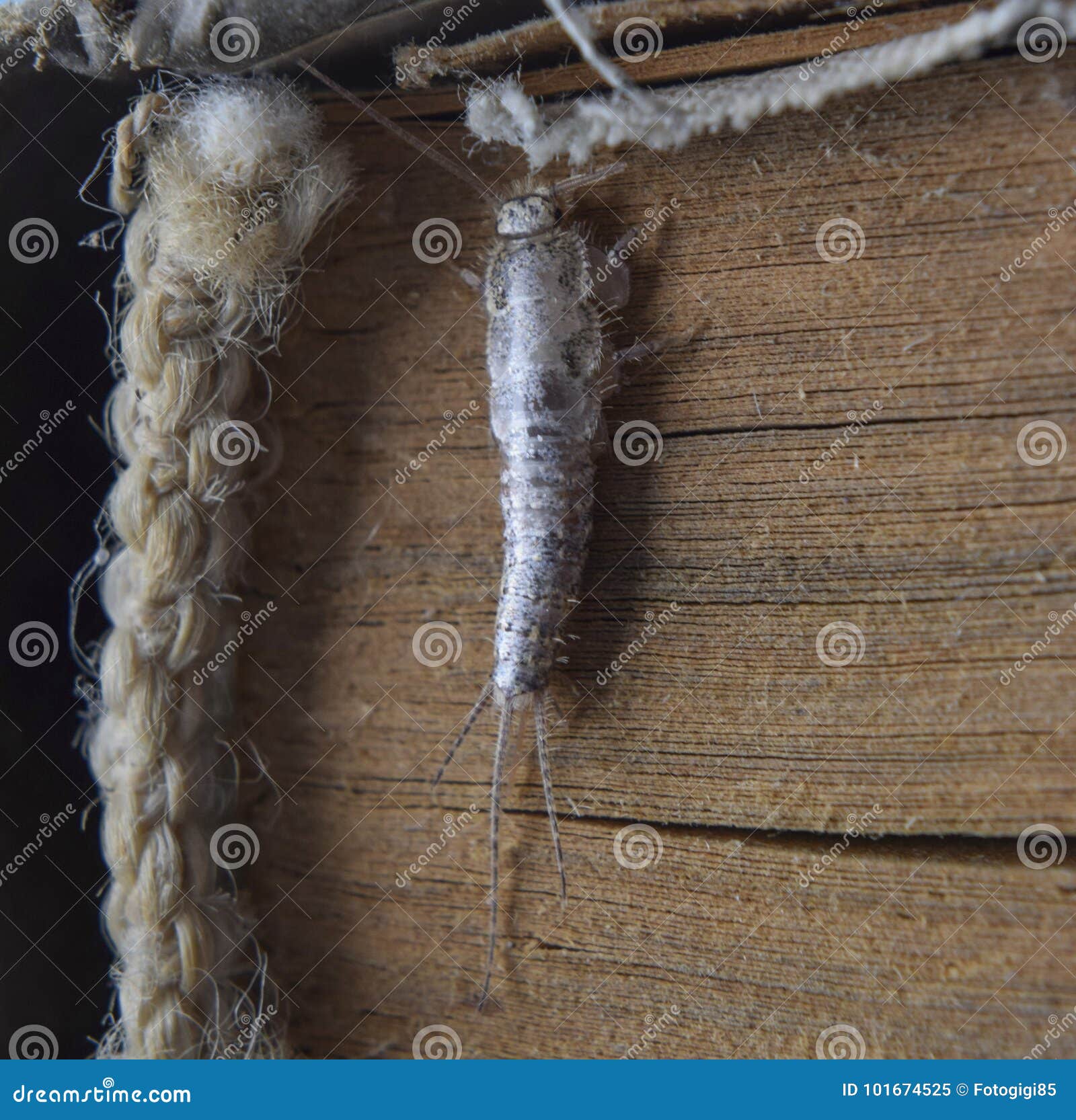 Insect Feeding on Paper - Silverfish Stock Image - Image of hexapoda ...