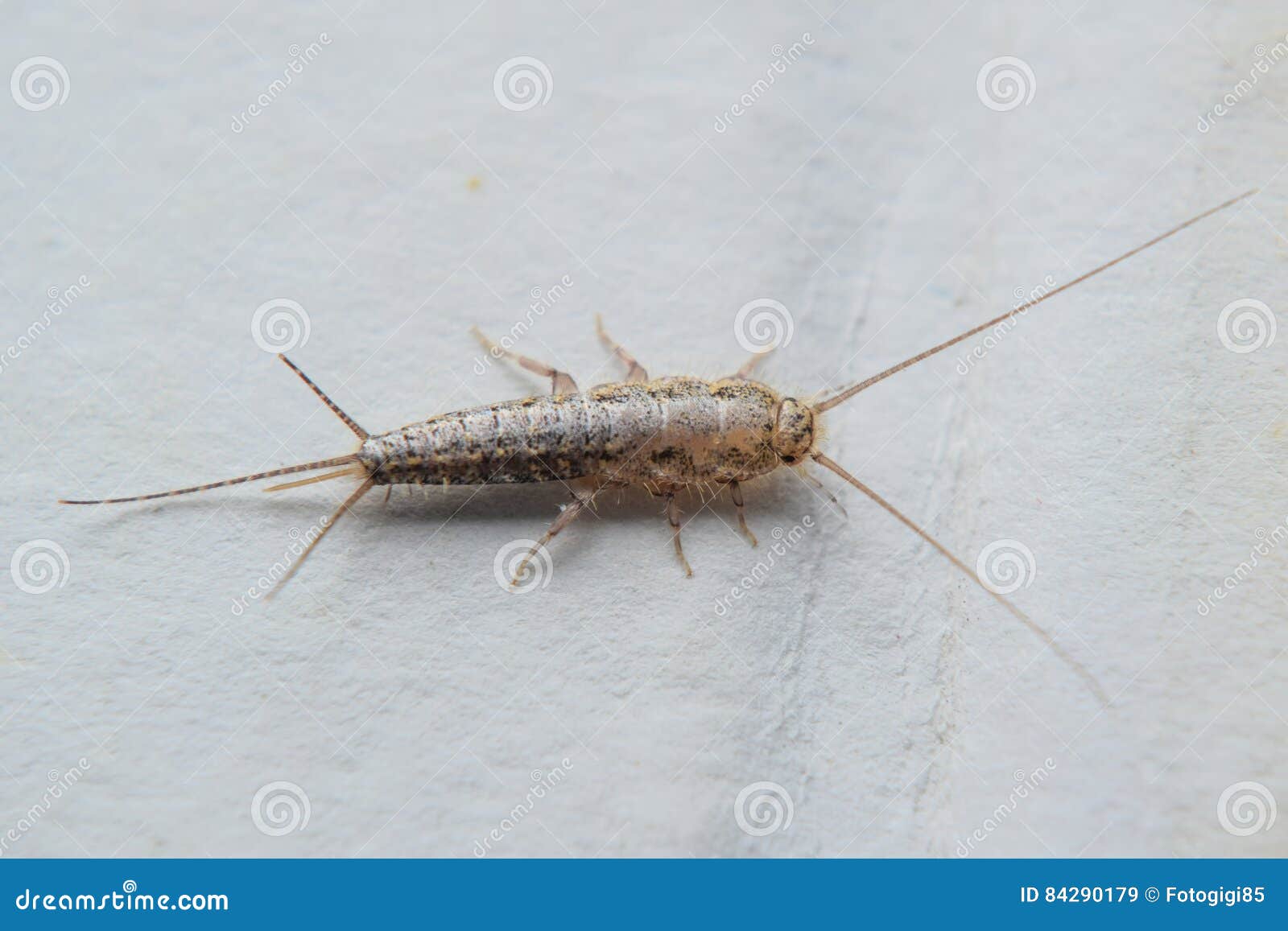 Insect Feeding on Paper - Silverfish Stock Image - Image of creature ...