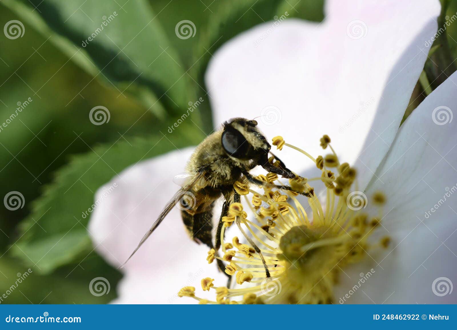 Insect Feeding Up Inside the Dog Rose Bloom. Stock Photo - Image of ...