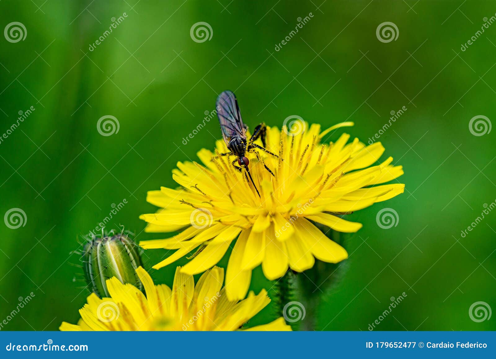 Insect that feeds stock image. Image of flower, legs - 179652477