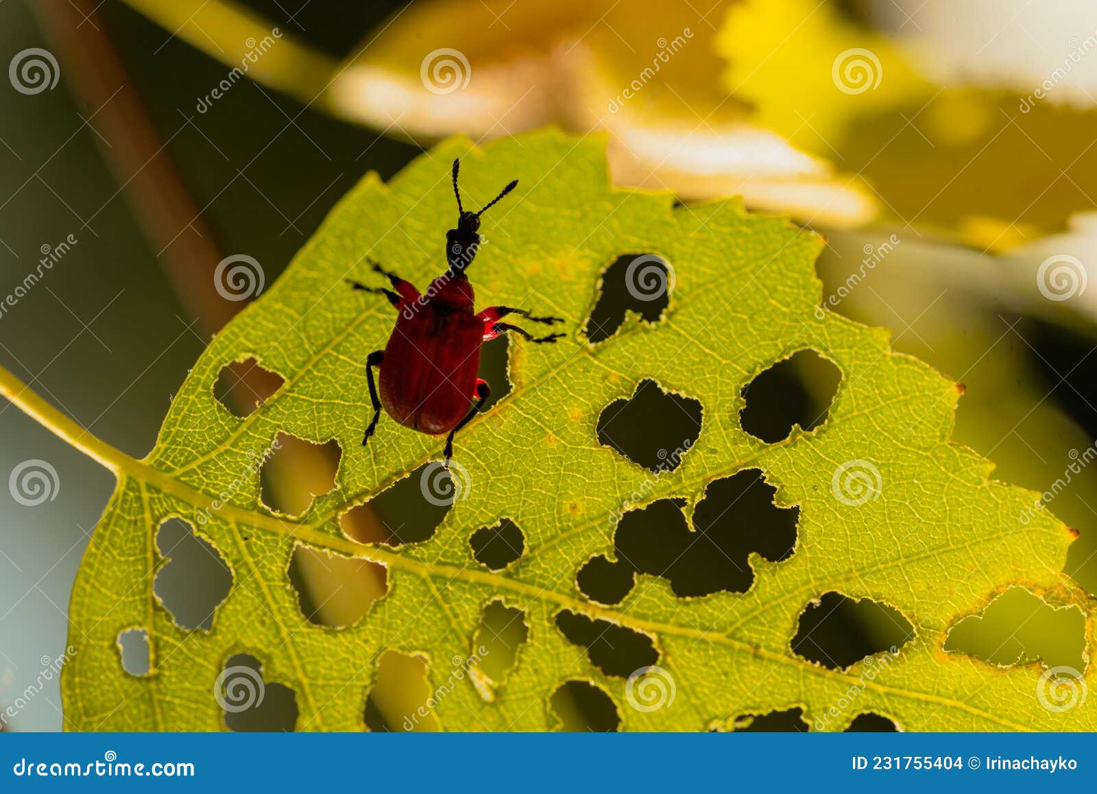 Insect Feeds on Leaves - Beetle and Holes on an Autumn Leaf Stock Photo ...