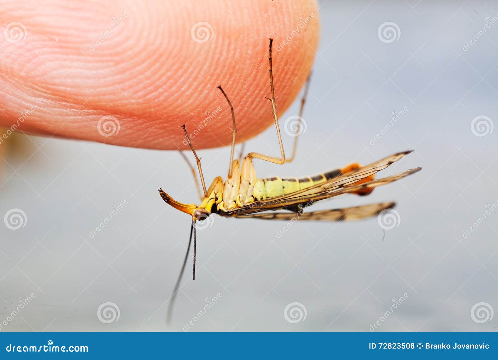 Insect on a finger stock photo. Image of blood, closeup - 72823508
