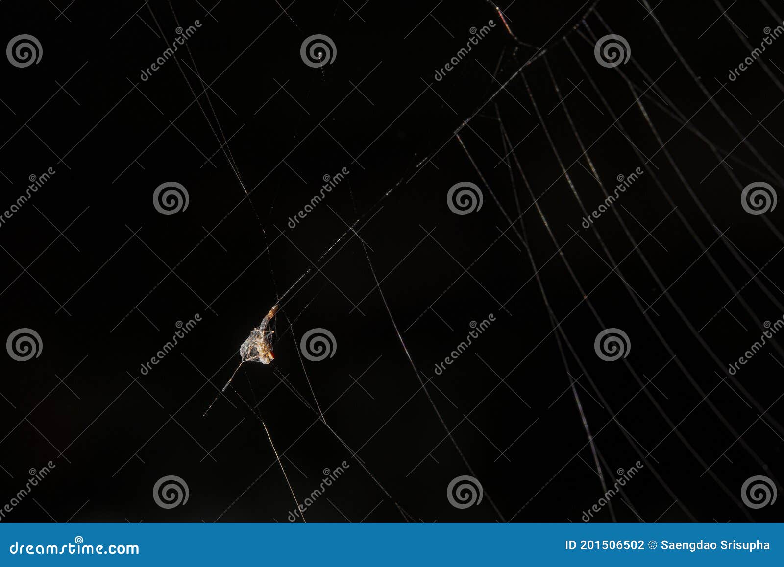 An Insect that Flies into a Spider Trap Stock Photo - Image of spider ...