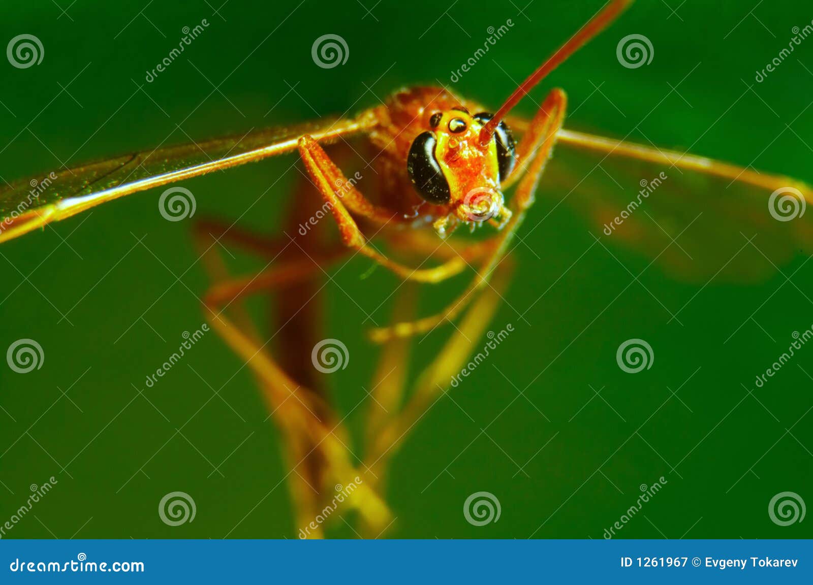Insect In Flight Picture. Image: 1261967