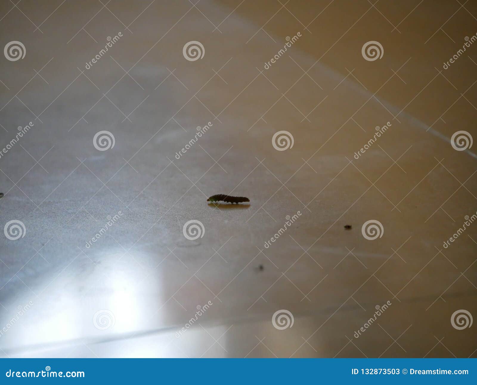 Insect On Floor Royalty-Free Stock Image | CartoonDealer.com #226389988