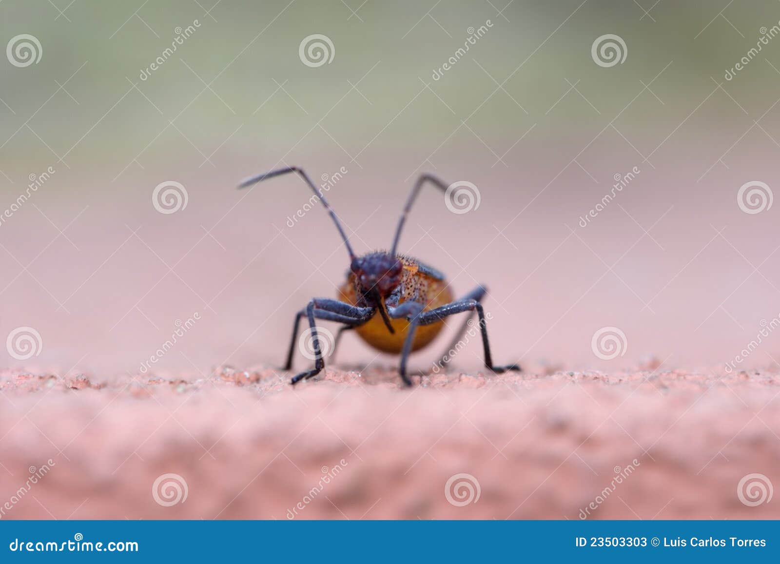 Insect on floor stock image. Image of walking, floor - 23503303