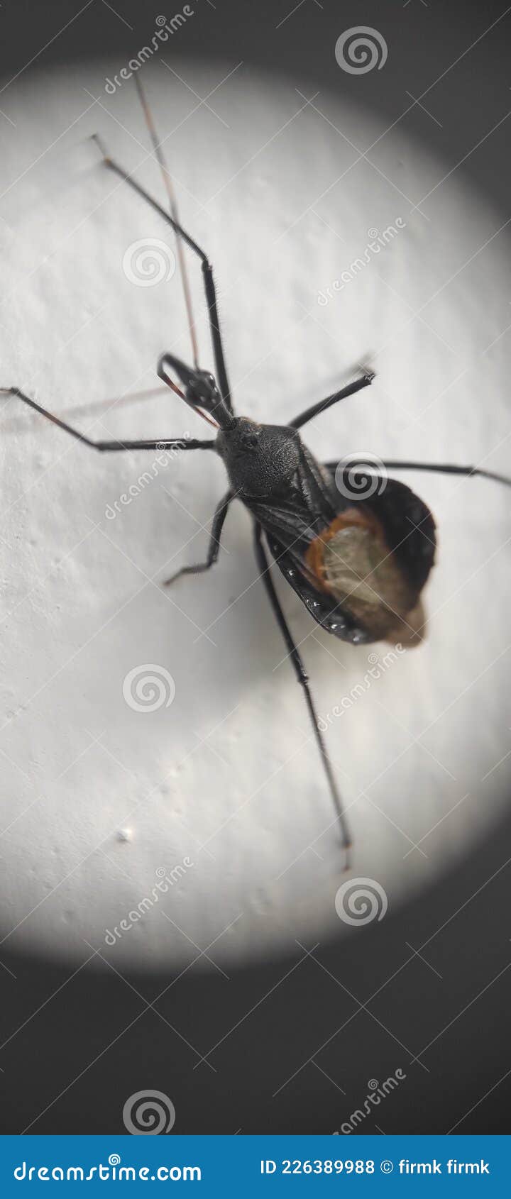 Insect on floor stock photo. Image of moth, wasp, arthropod - 226389988