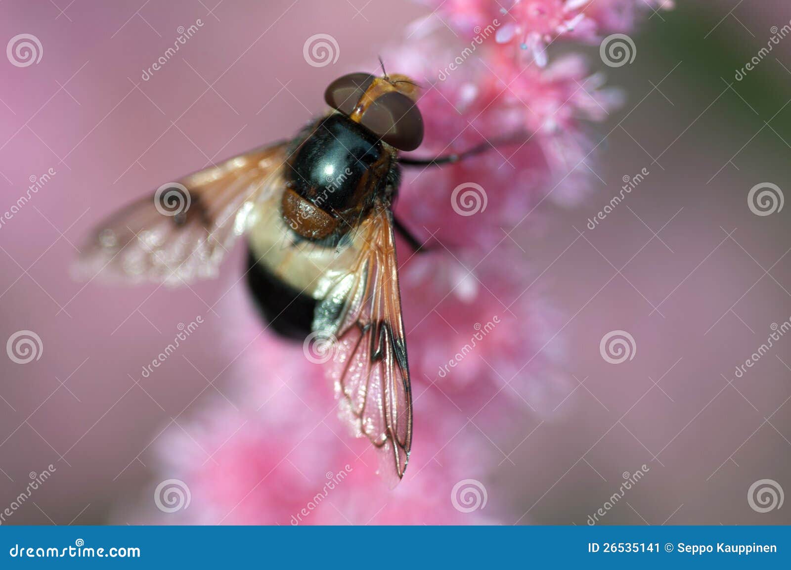 Insect in flower stock image. Image of flower, summer - 26535141