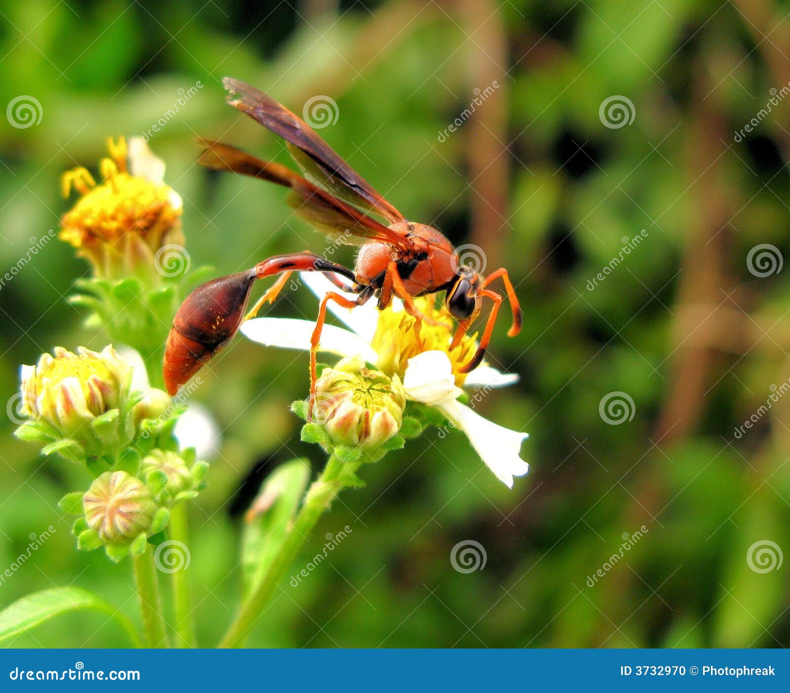Insect on flower stock photo. Image of petal, bloom, orange - 3732970
