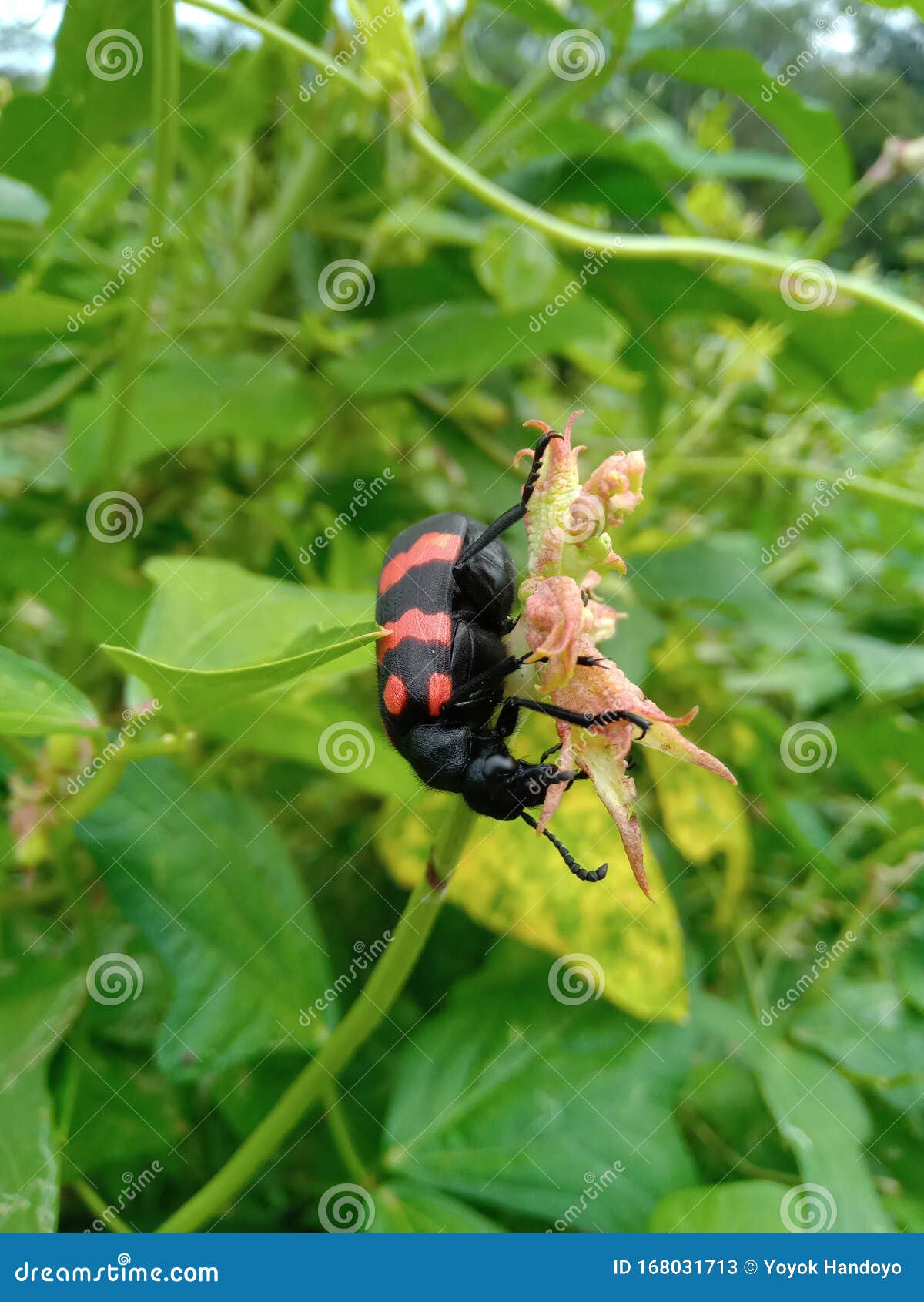 Insect stock image. Image of beetle, pests, coleoptera - 168031713