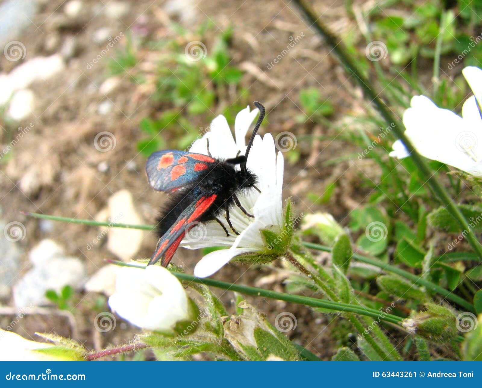 Insect on flower stock image. Image of white, feeding - 63443261