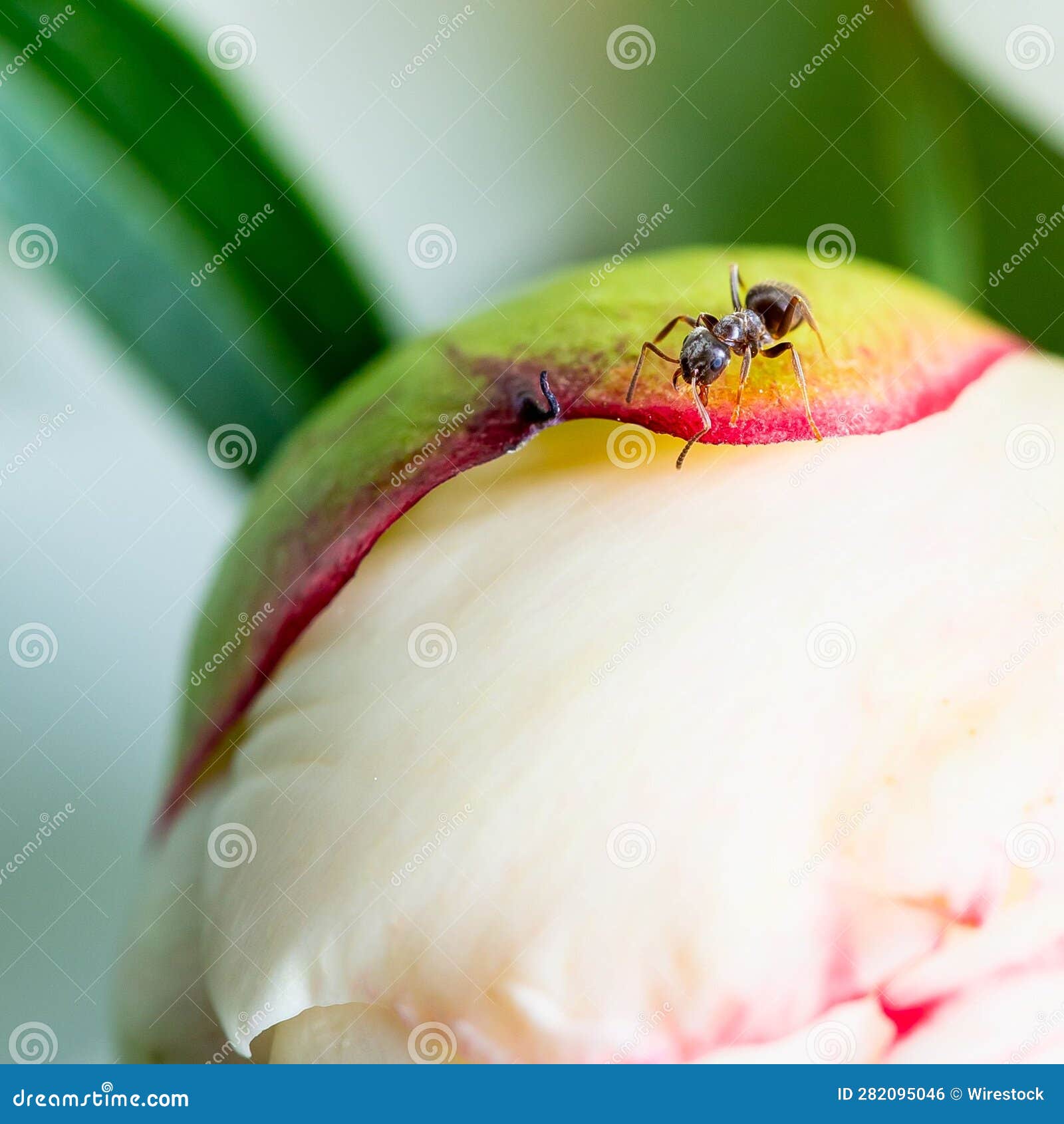 Insect on a flower budding stock photo. Image of tiny - 282095046