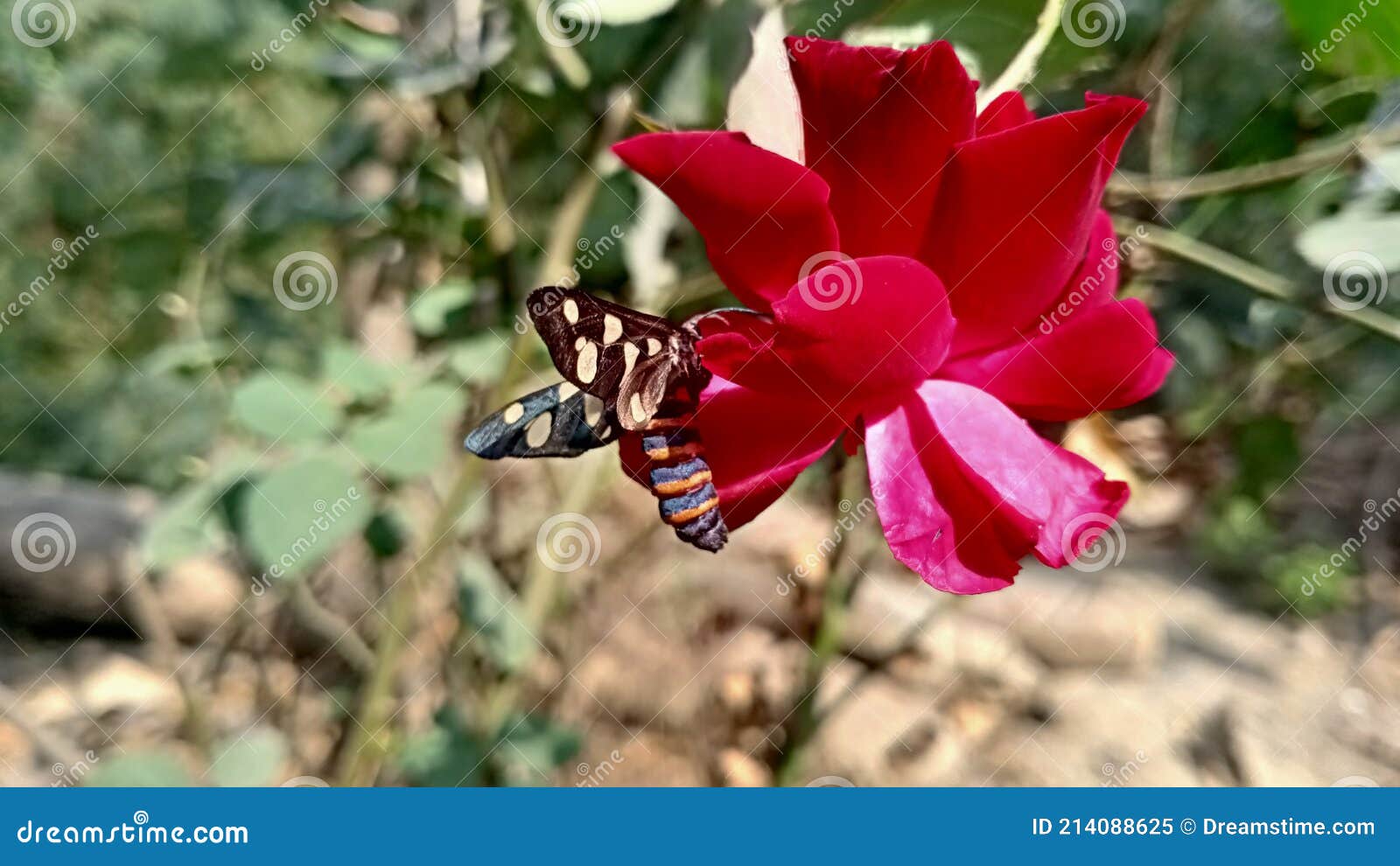 Insect on the Flower in the Garden Stock Image - Image of invertebrate ...