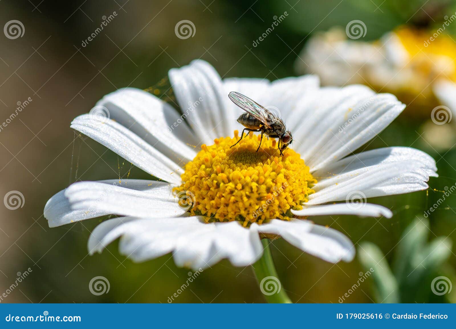 Insect on a flower stock photo. Image of insect, butterfly - 179025616
