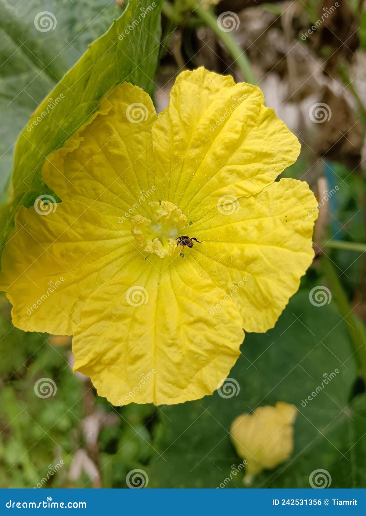 Insect and Flower Living Together Stock Photo - Image of pollineted ...