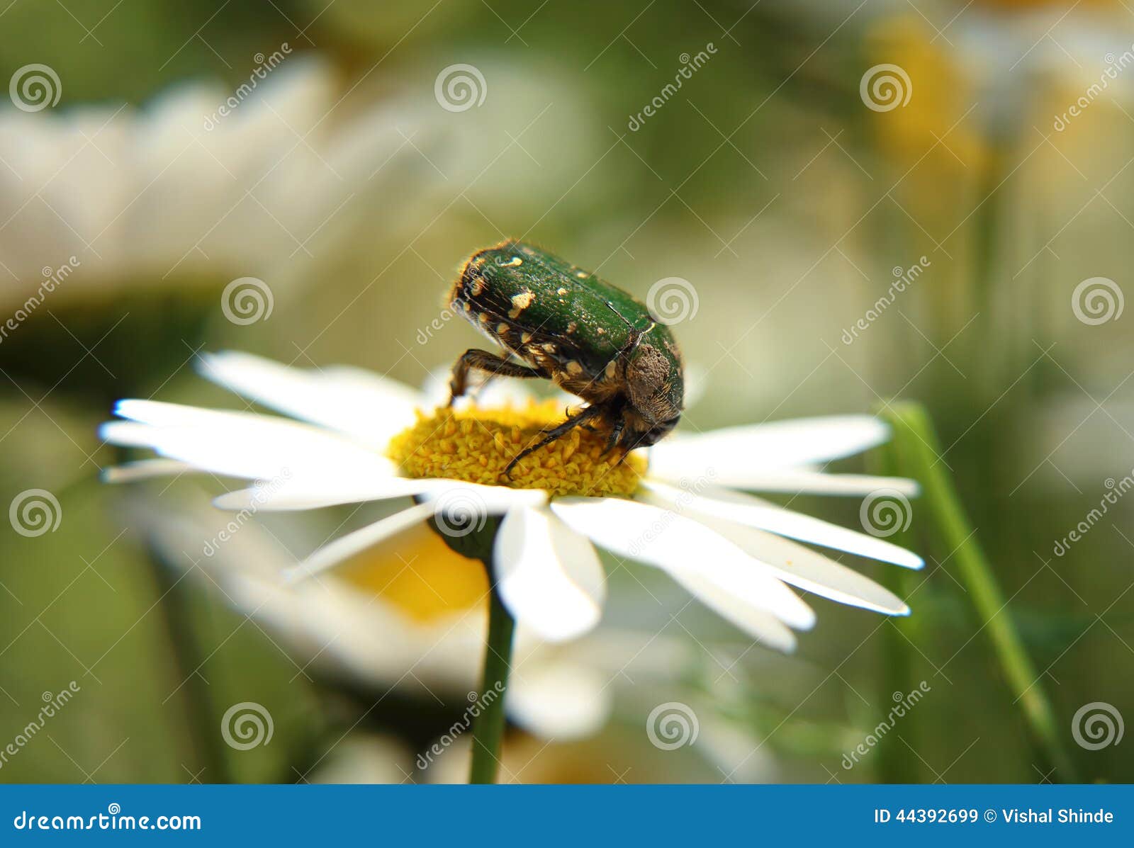 Insect on flower stock image. Image of flower, closeup - 44392699