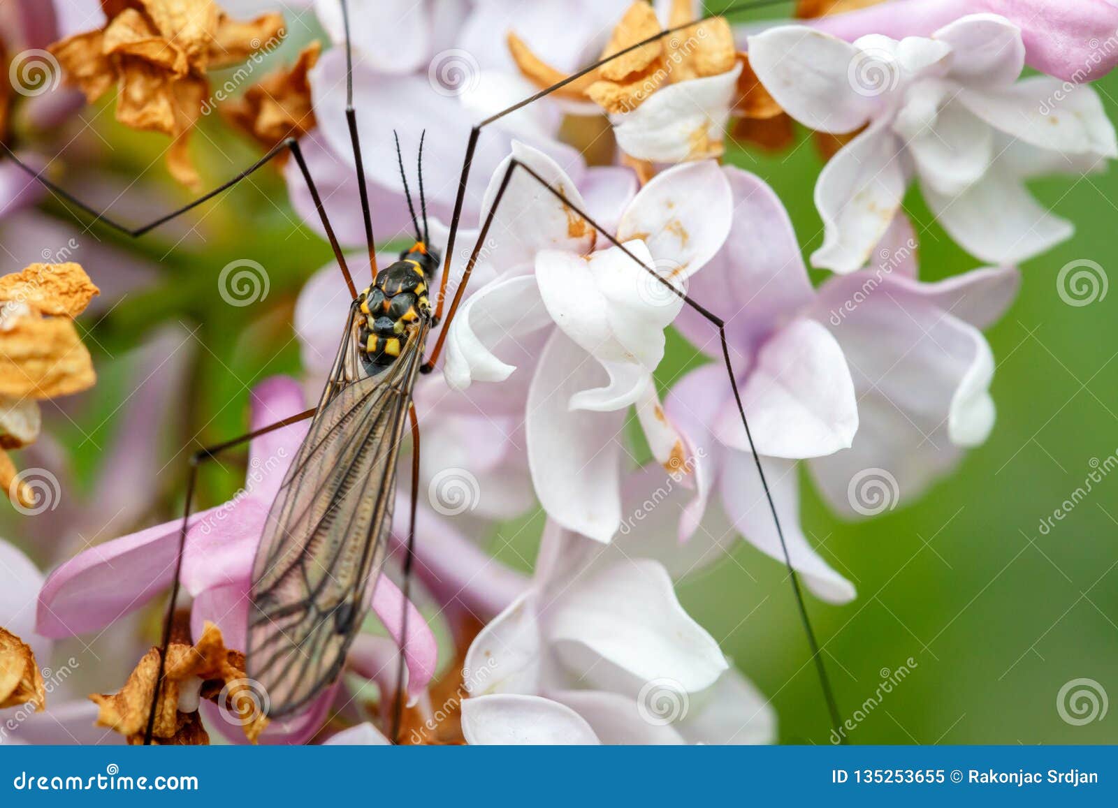 Insect on the flower. stock image. Image of natural - 135253655