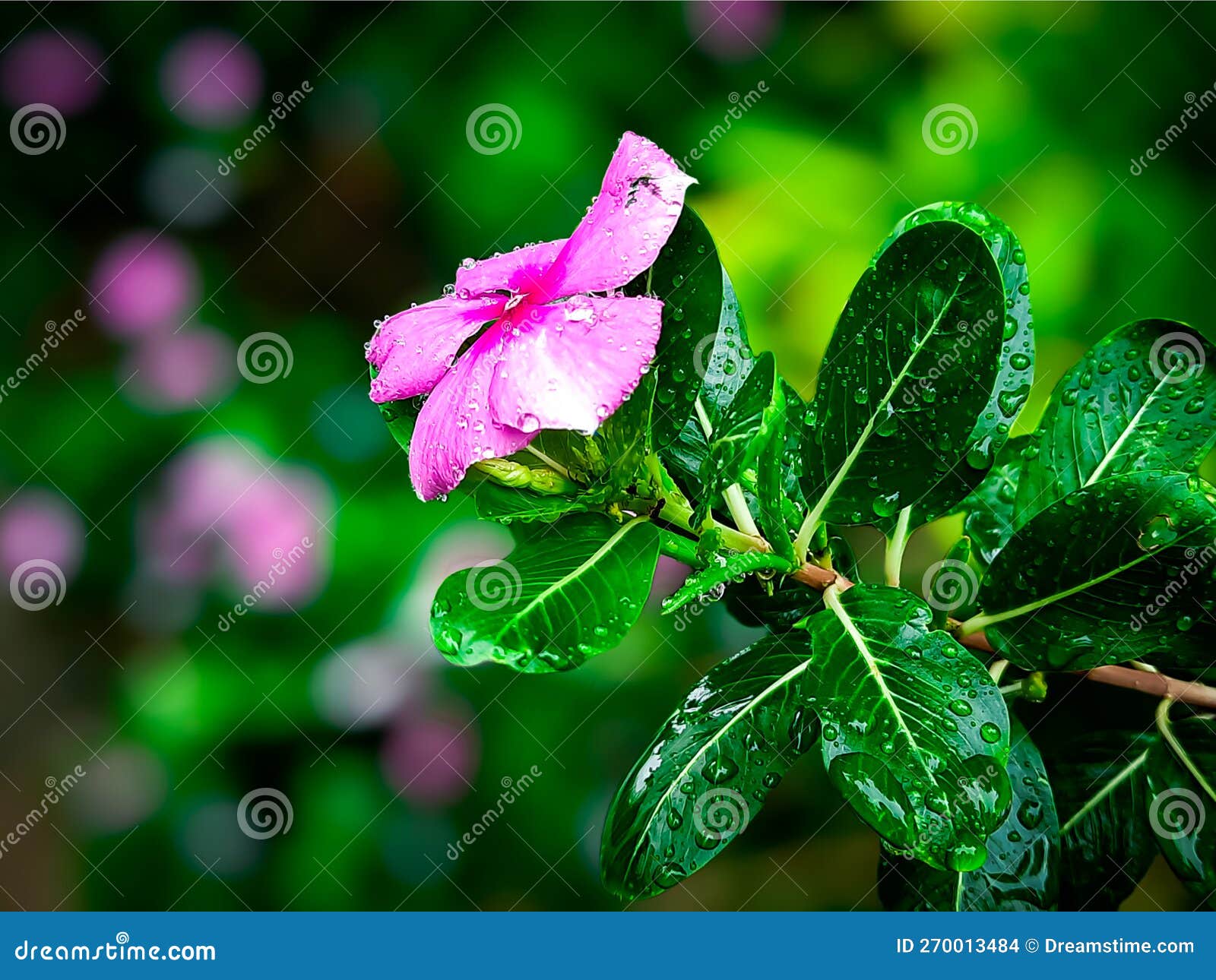 Catharanthus Roseus, Commonly Known As bright Eyes, Cape Periwinkle ...
